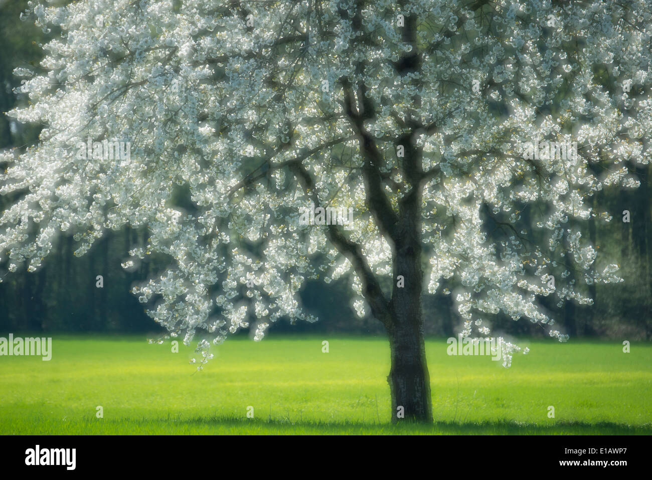 blooming cherry tree, vechta district, niedersachsen, germany Stock ...