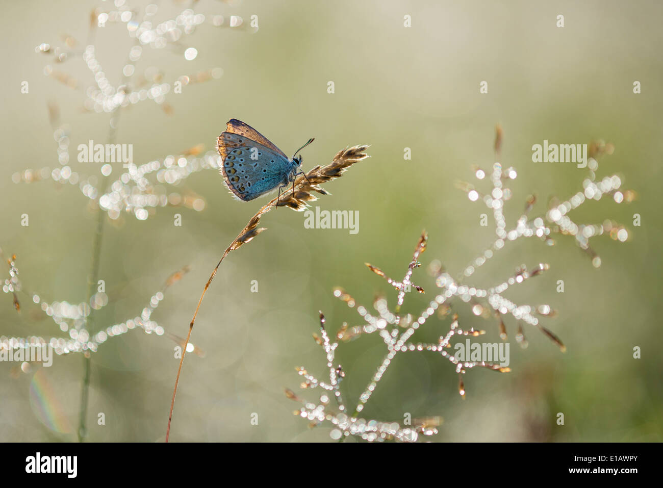 Grass haulm hi-res stock photography and images - Alamy