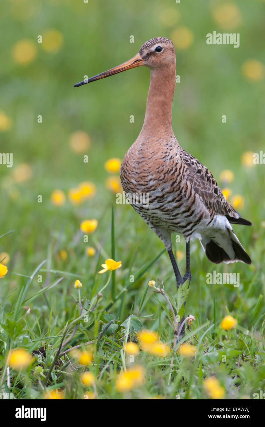 Godwit bird godwits birds hi-res stock photography and images - Alamy