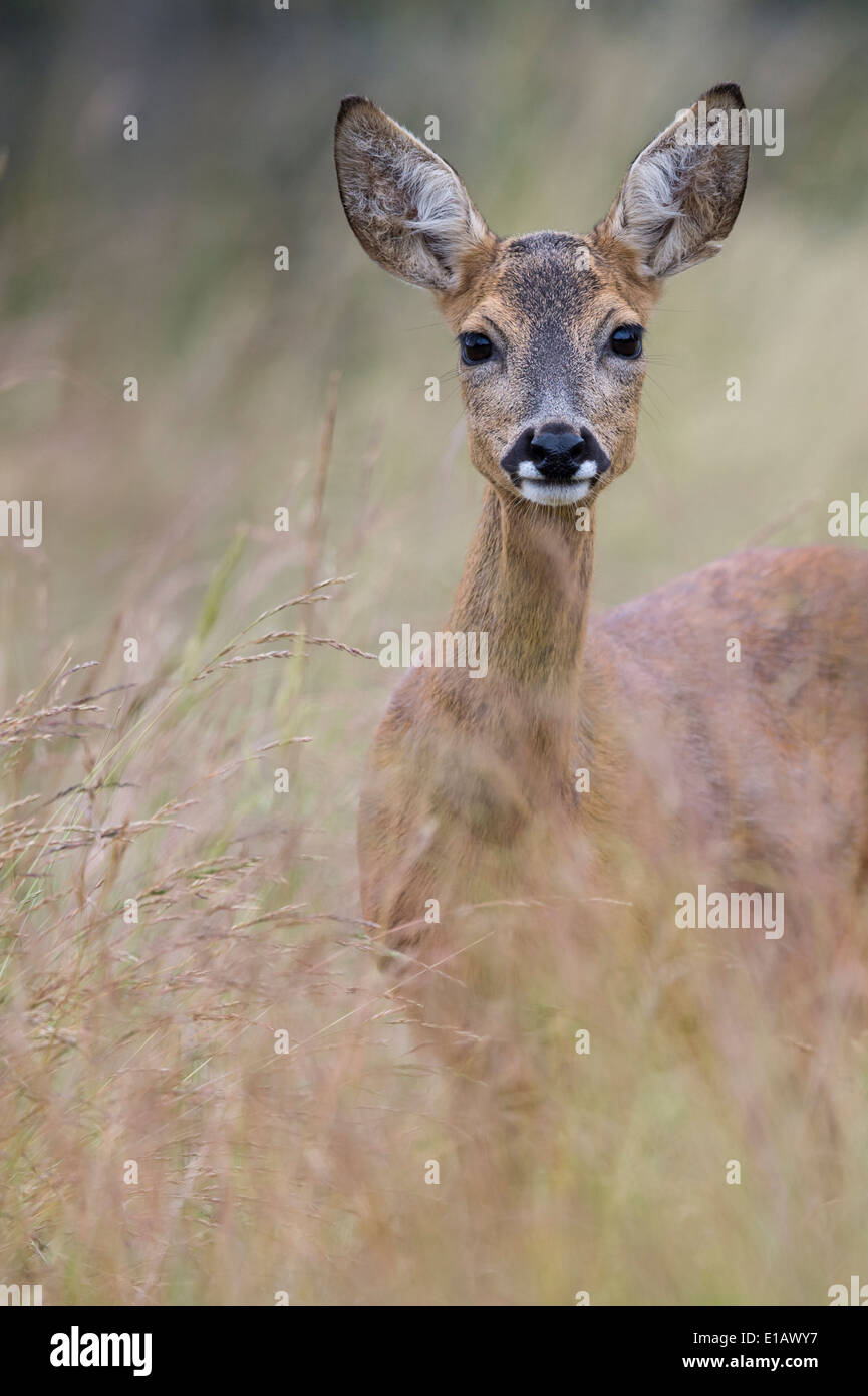 Capreolus doe hi-res stock photography and images - Alamy