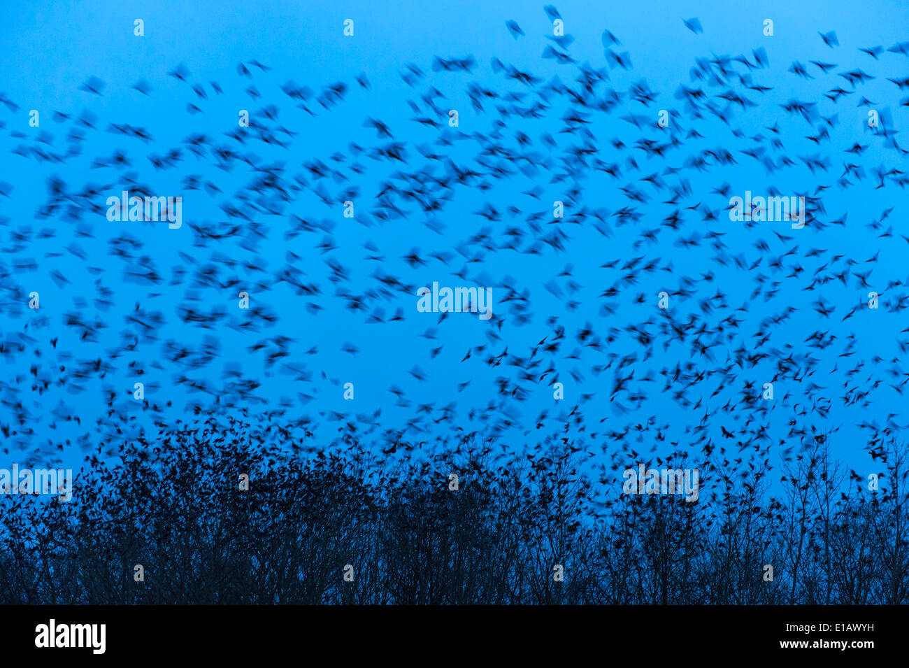 Flock birds swarm flying hi-res stock photography and images - Alamy