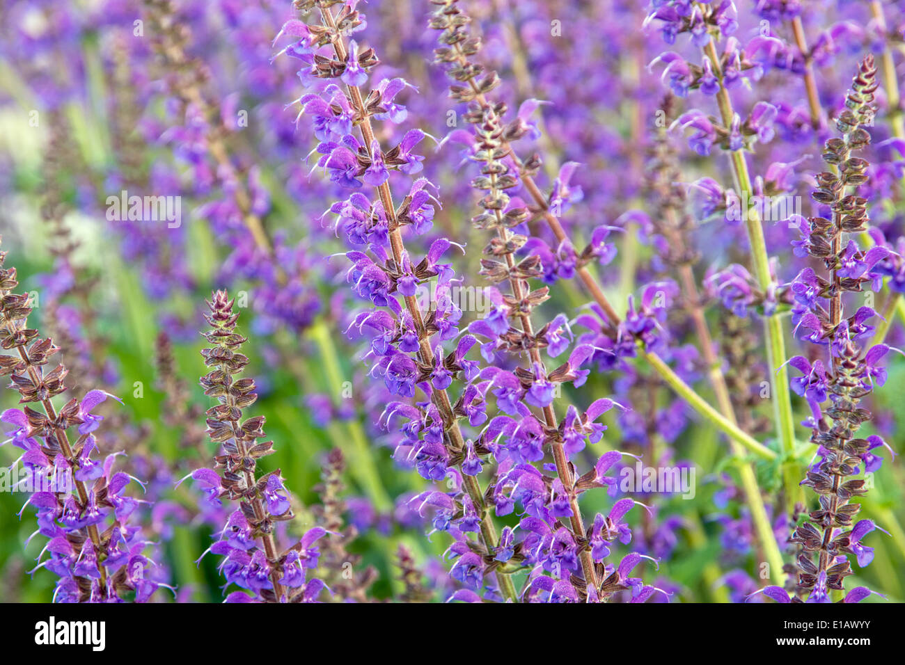 Salvia officinalis (sage, also called garden sage, or common sage) is a ...