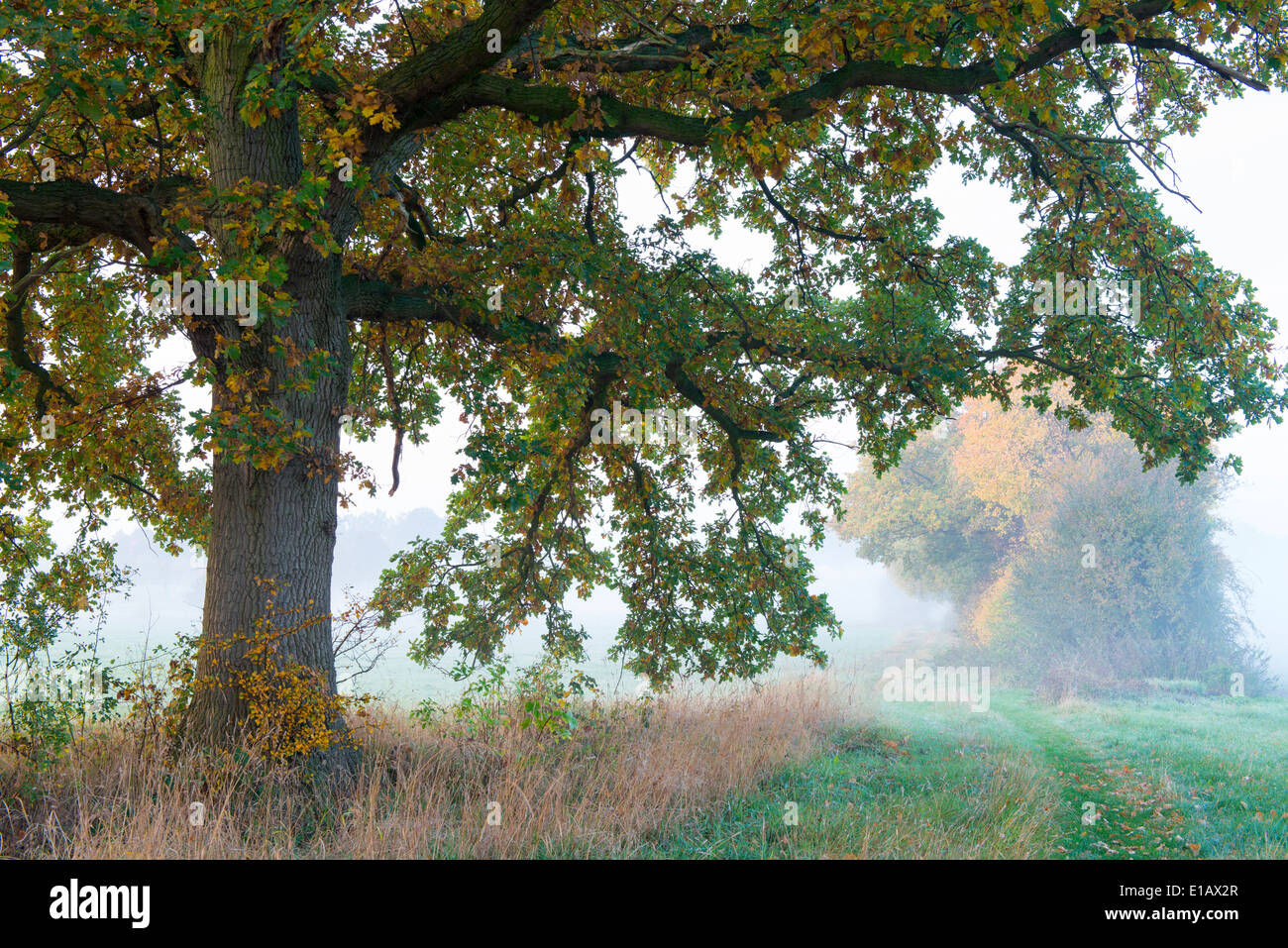 Oak tree in autumn colours hi-res stock photography and images - Alamy