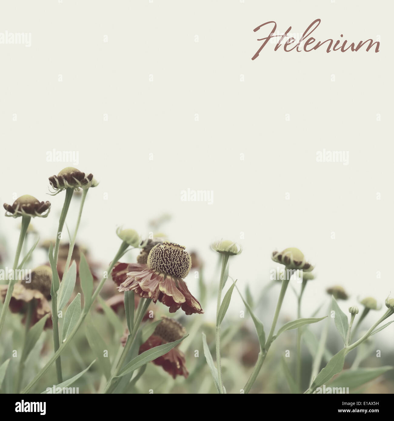 Blooming Helenium with instagram effect Stock Photo - Alamy