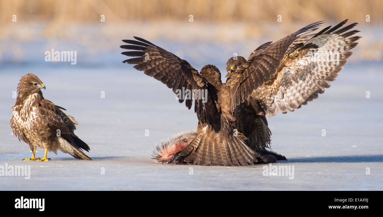 Common buzzards hi-res stock photography and images - Alamy