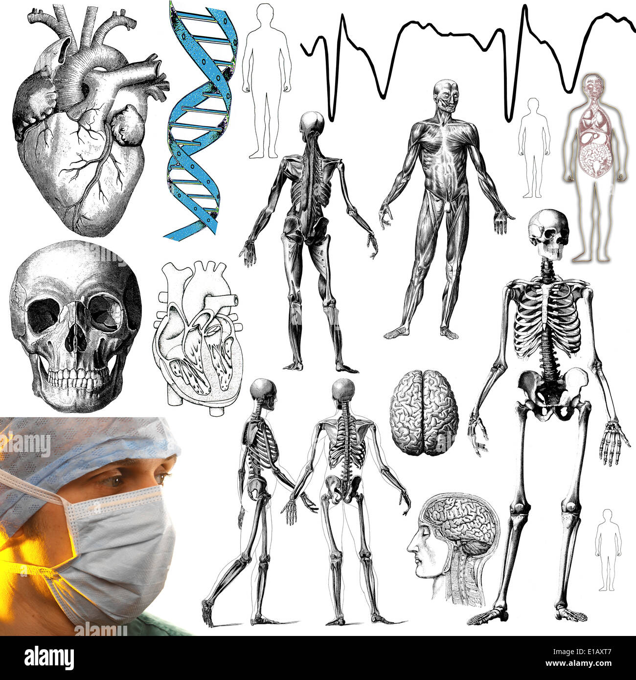 Selection of medical and anatomical objects and figures for cutout ...
