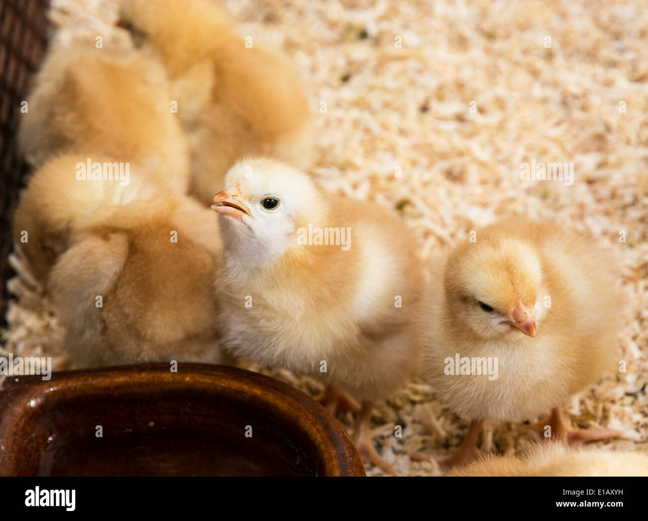 Rearing small chicks. Poultry farming Stock Photo - Alamy