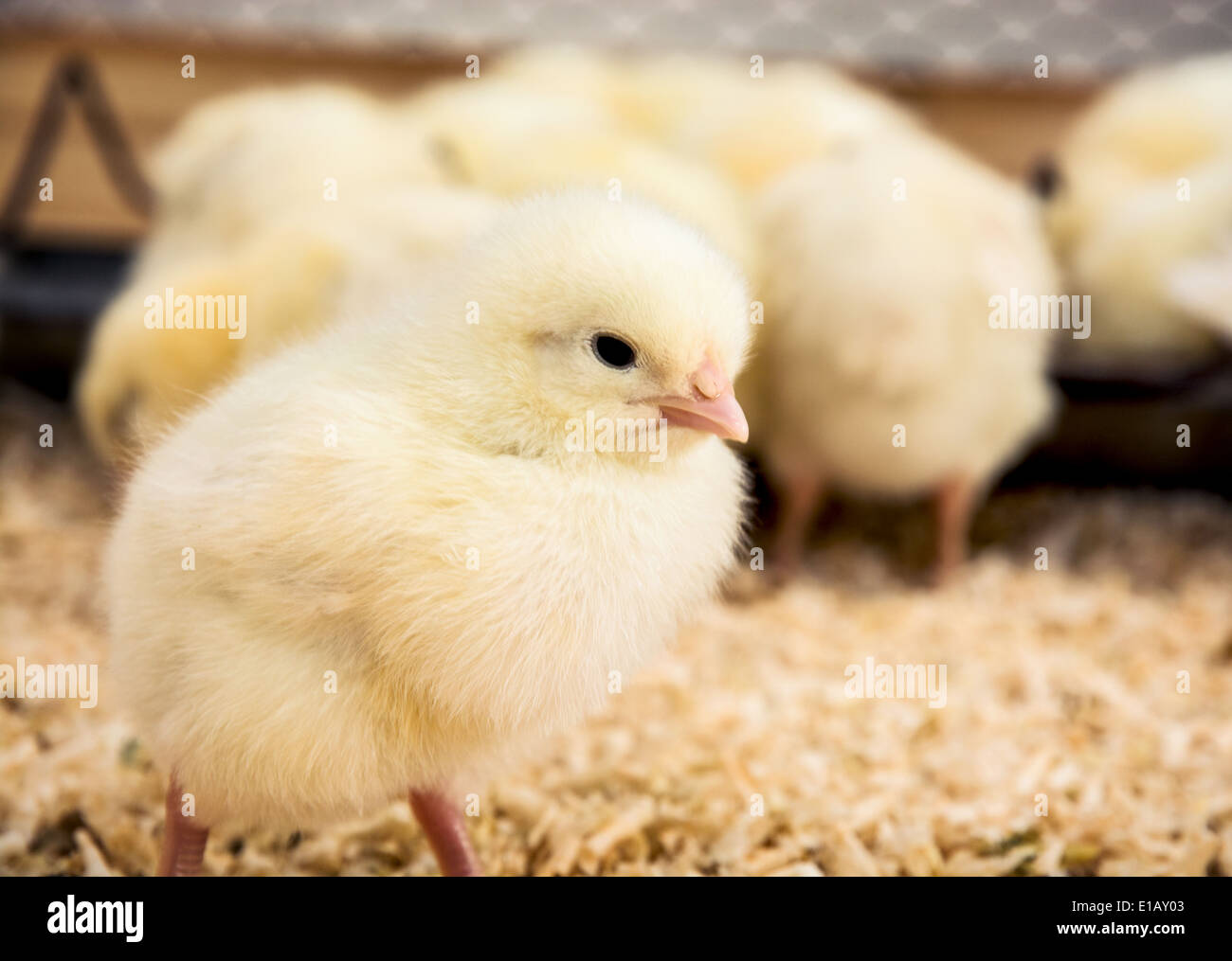 Watching baby chicken chicks hi-res stock photography and images - Alamy