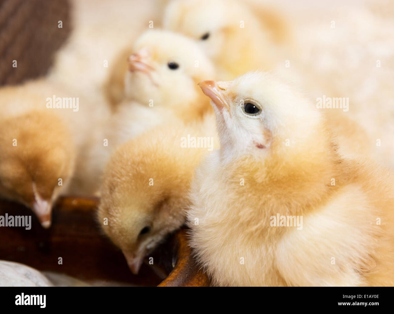 Group of yellow cute chicks. Poultry farming Stock Photo - Alamy