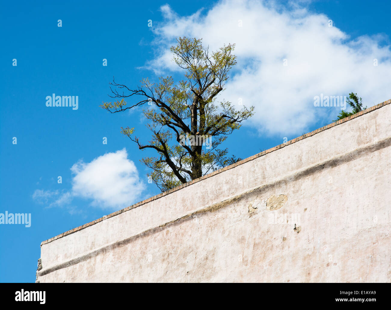 Tree growing on the high walls Stock Photo - Alamy