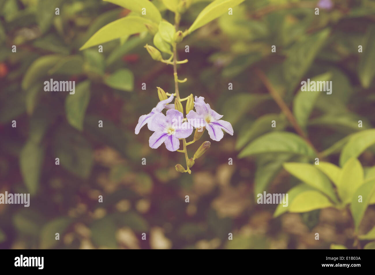 Duranta erecta or sky flower is small purple floral in garden vintage ...