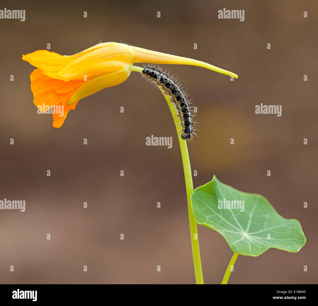 White cabbage butterfly caterpillars hi-res stock photography and ...