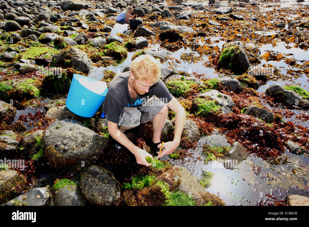 Caroline Warwick-Evans and Tim van Berkel harvesting seaweed on the ...