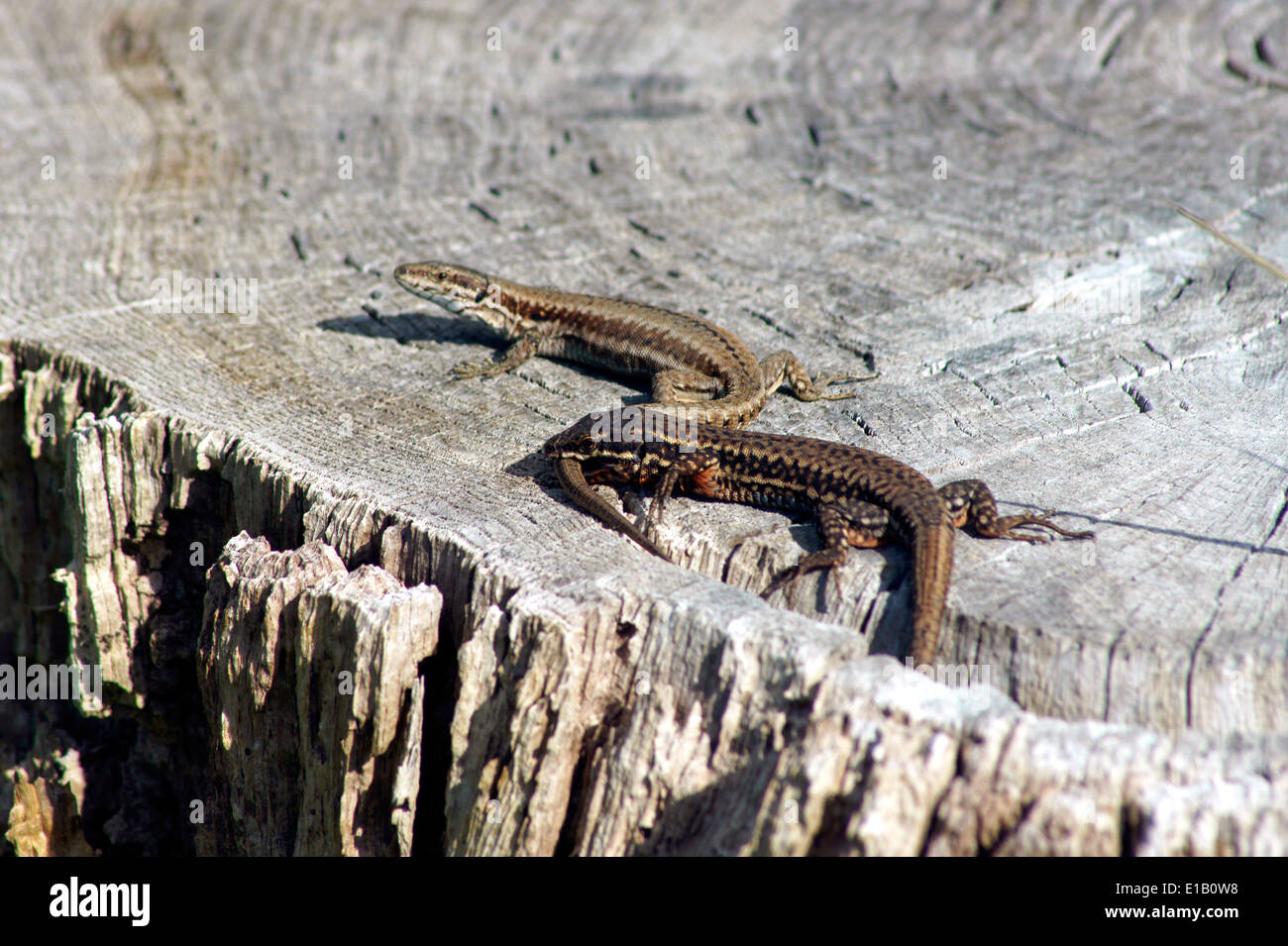 Very agile and fast lizard hi-res stock photography and images - Alamy