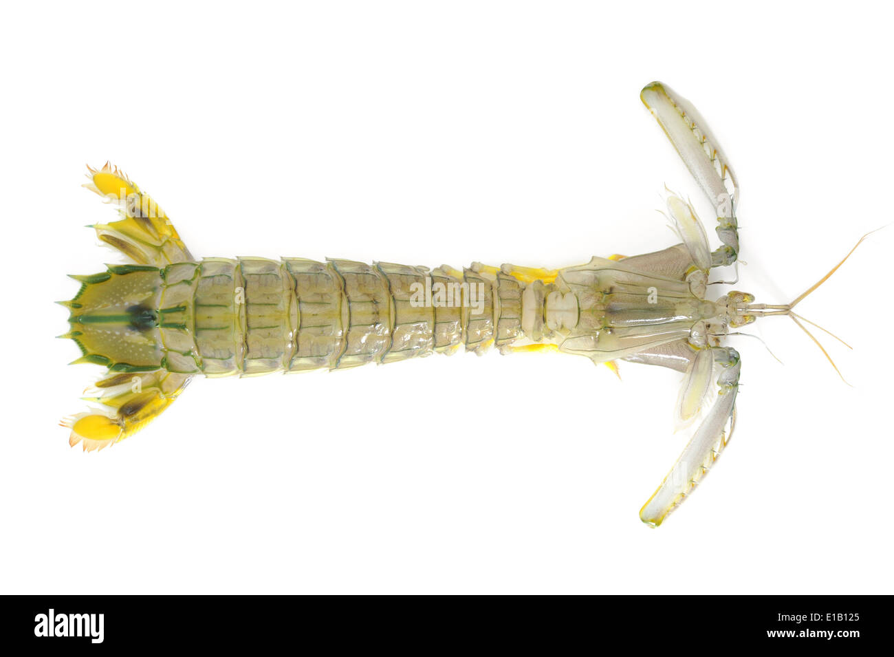 Mantis shrimp isolated on white Stock Photo - Alamy