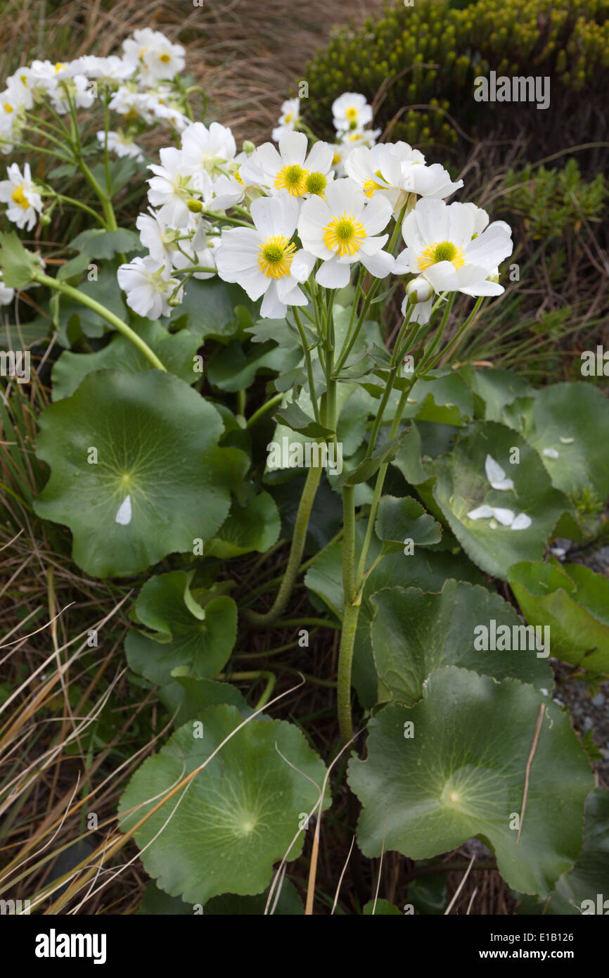New zealand mountain flowers hi-res stock photography and images - Alamy