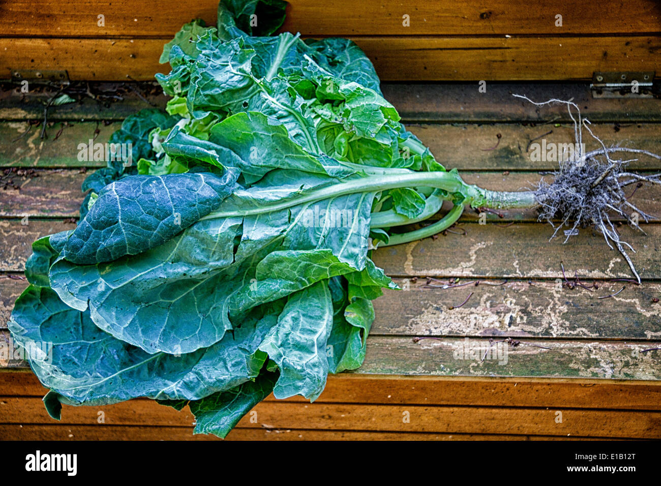 Cabbage complete with root on a slatted wooden shelf, Suffolk, England ...