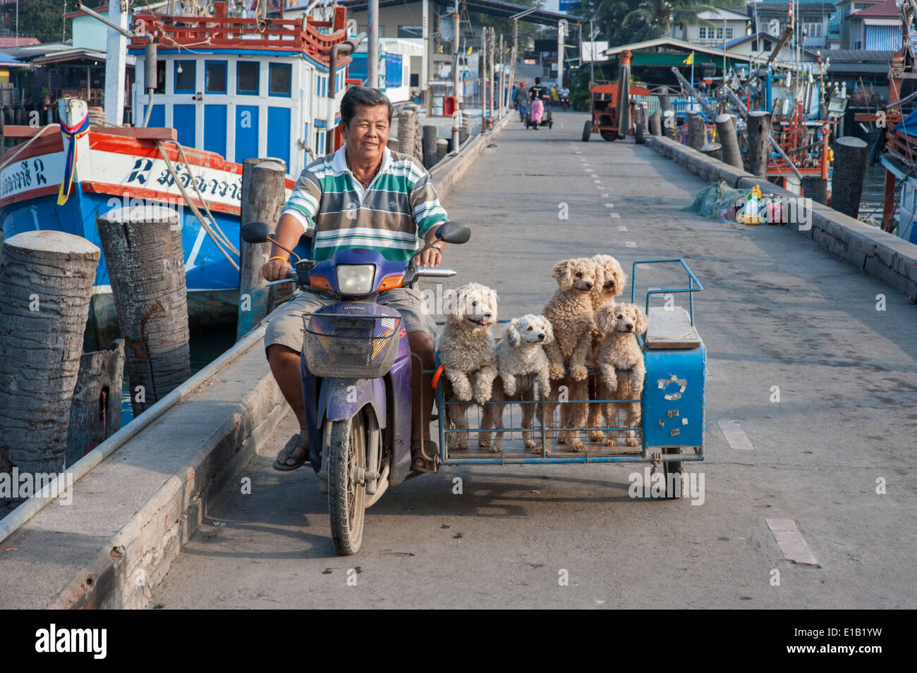 Thailand dogs hi-res stock photography and images - Alamy