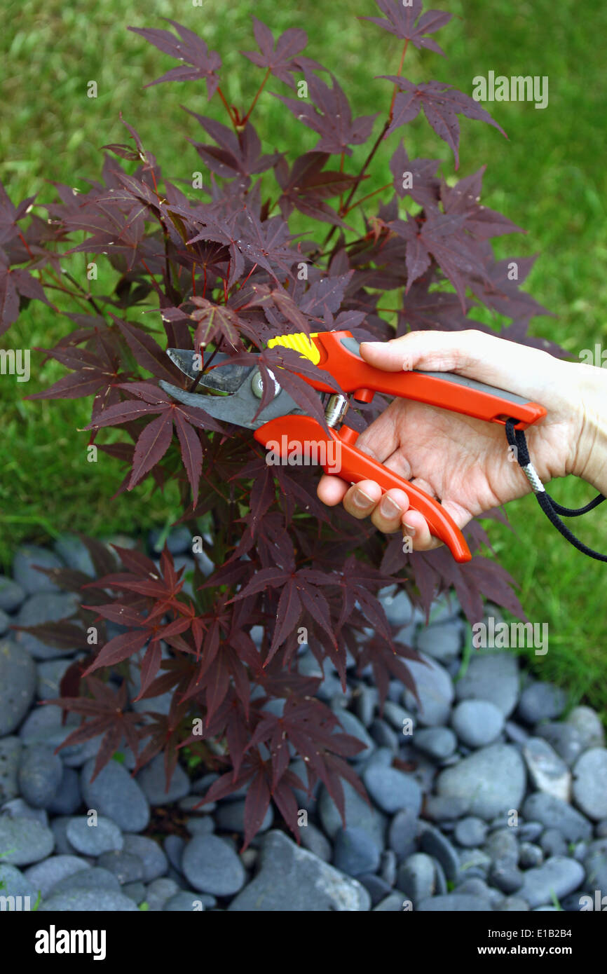 Hand holding clippers and pruning decorative maple tree Stock Photo - Alamy