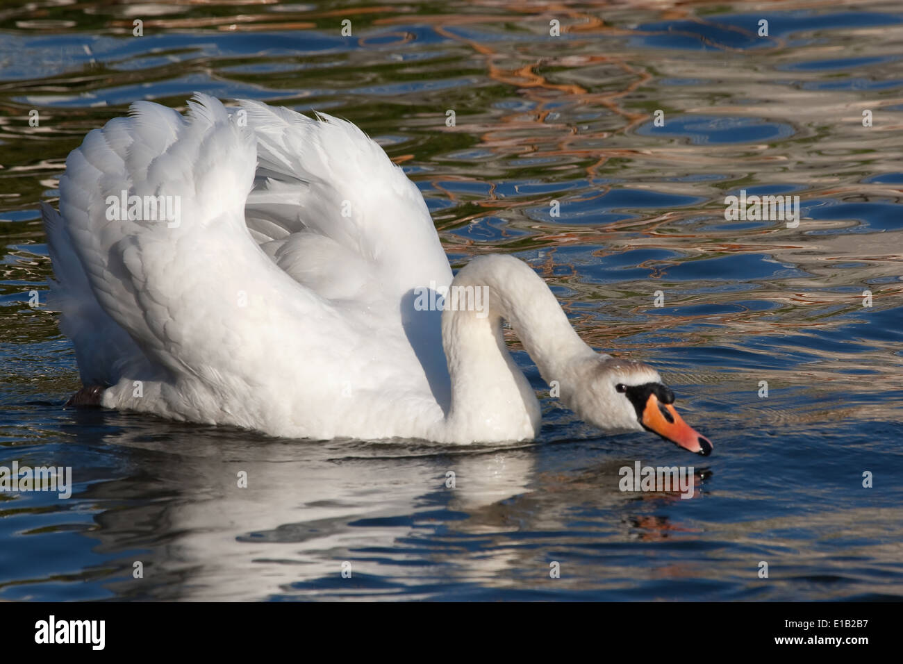Mute Swan aggression Stock Photo - Alamy