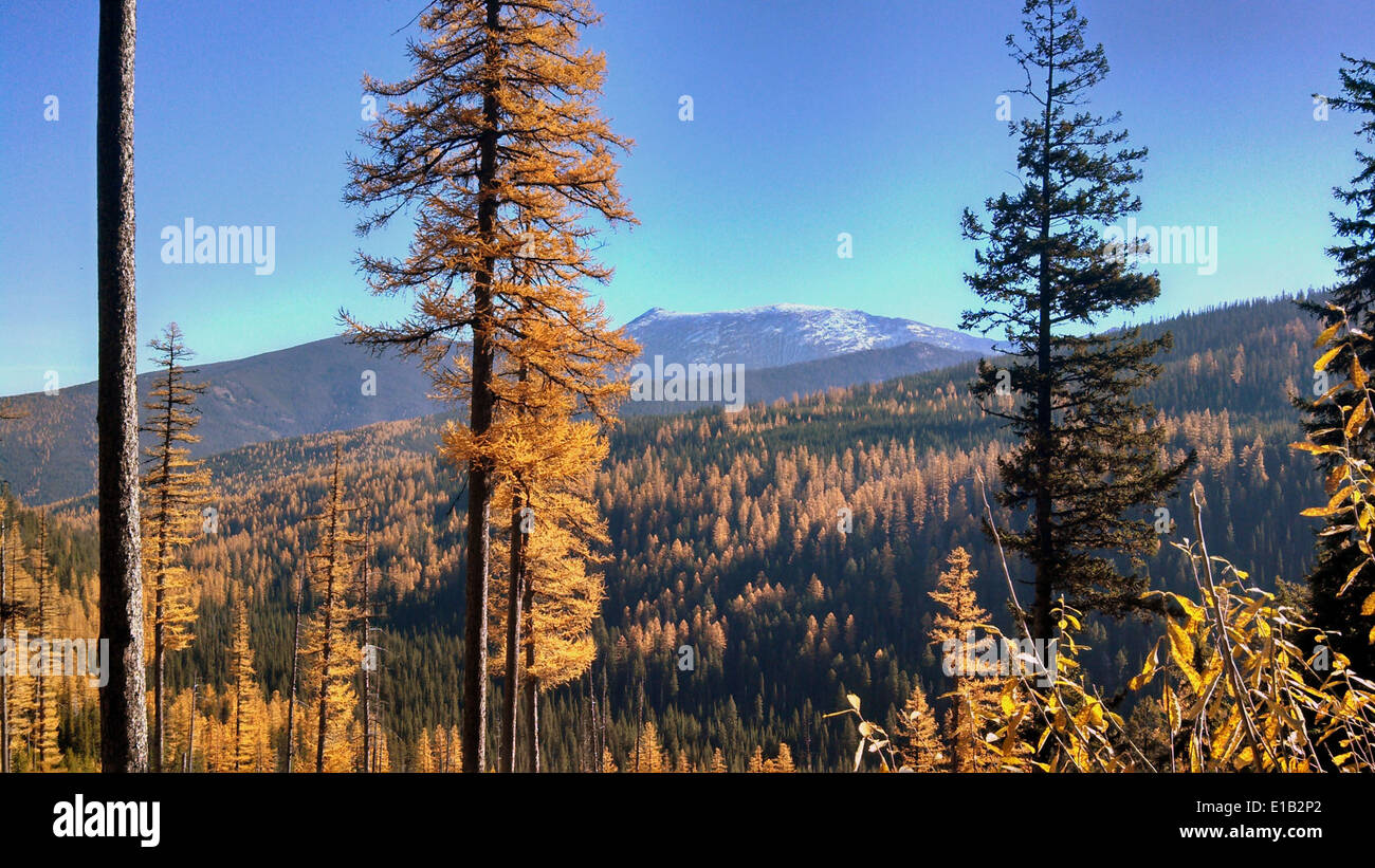 Elk Meadows Road and the East Fork of Lolo Creek Road are located in a ...