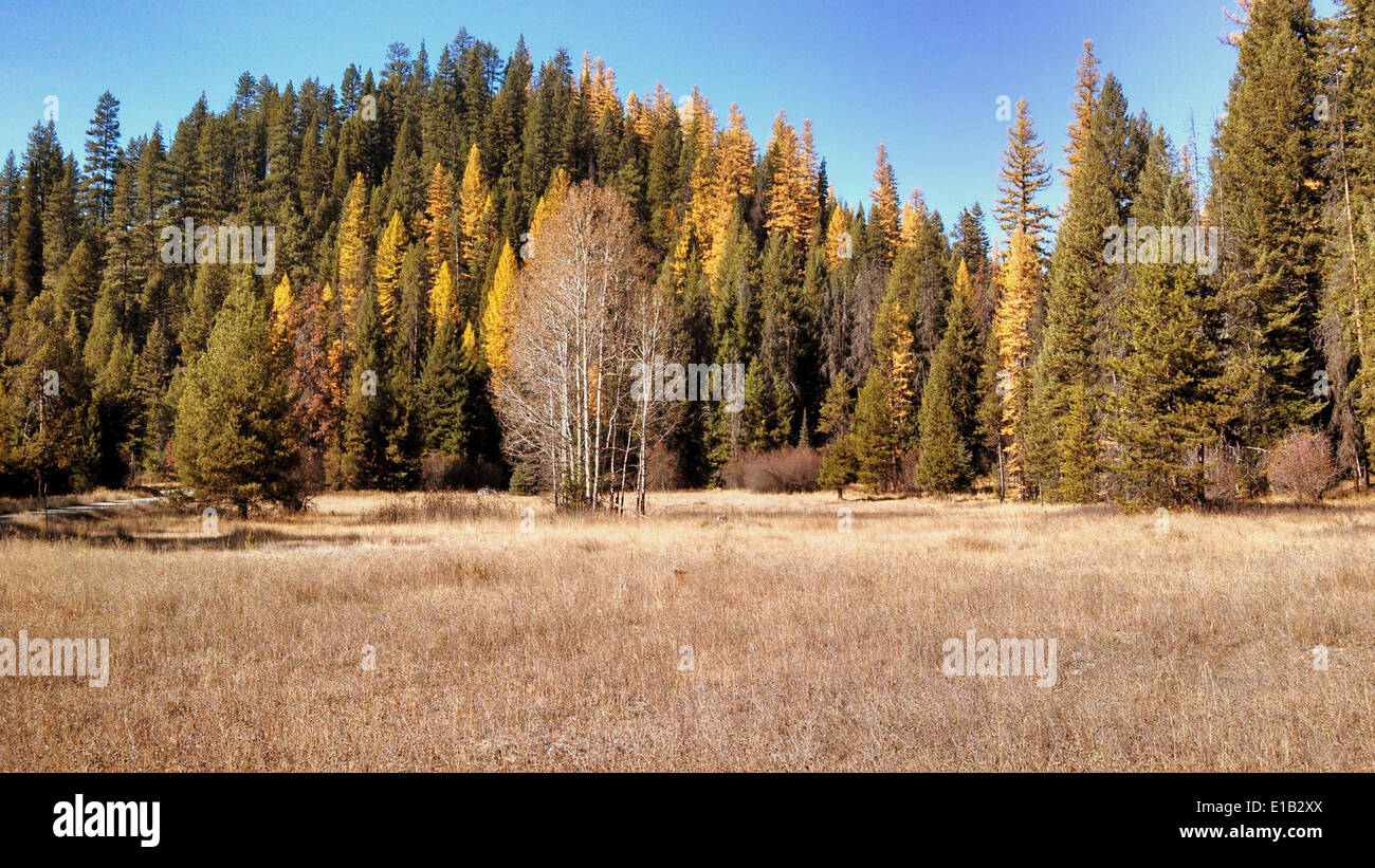 Elk Meadows Road and East Fork of Lolo Creek Road offer scenic routes ...