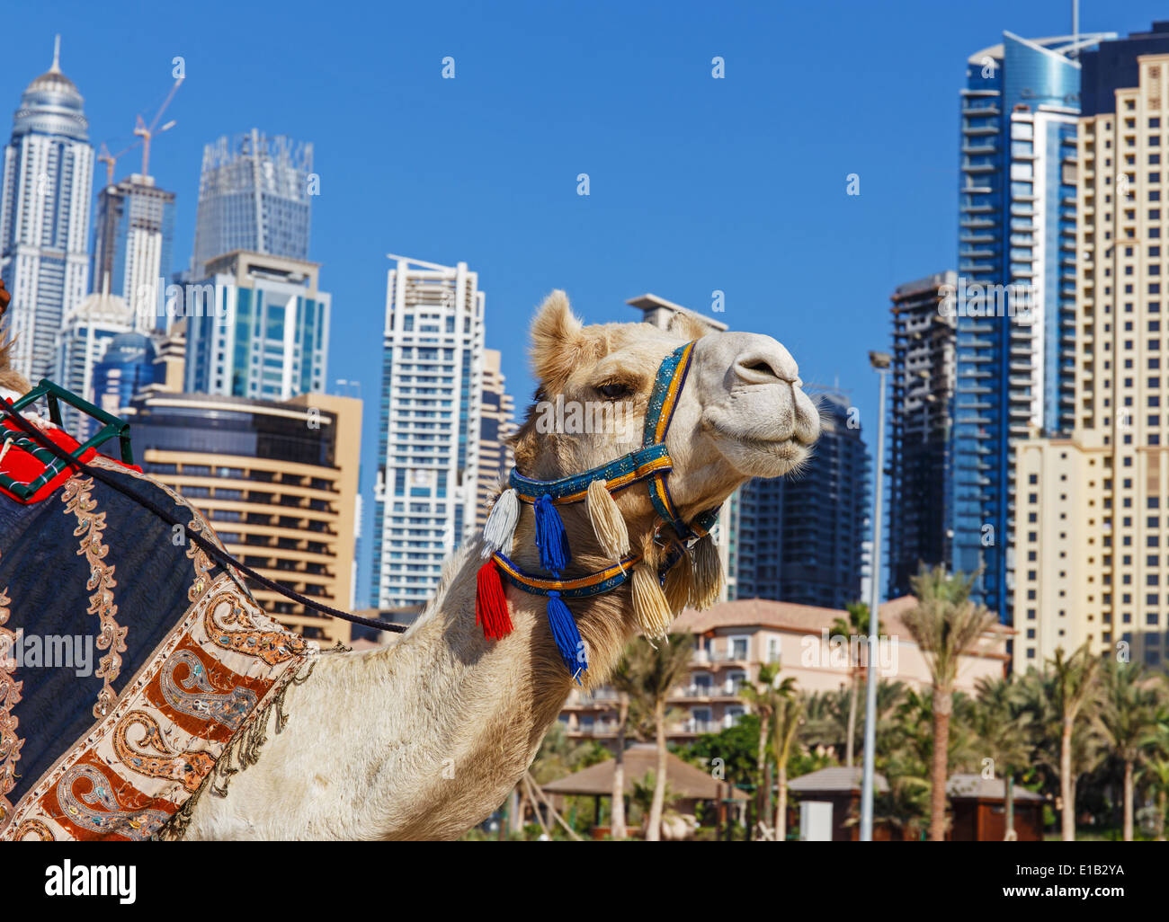 Camel at the urban building background of Dubai. UAE Stock Photo - Alamy