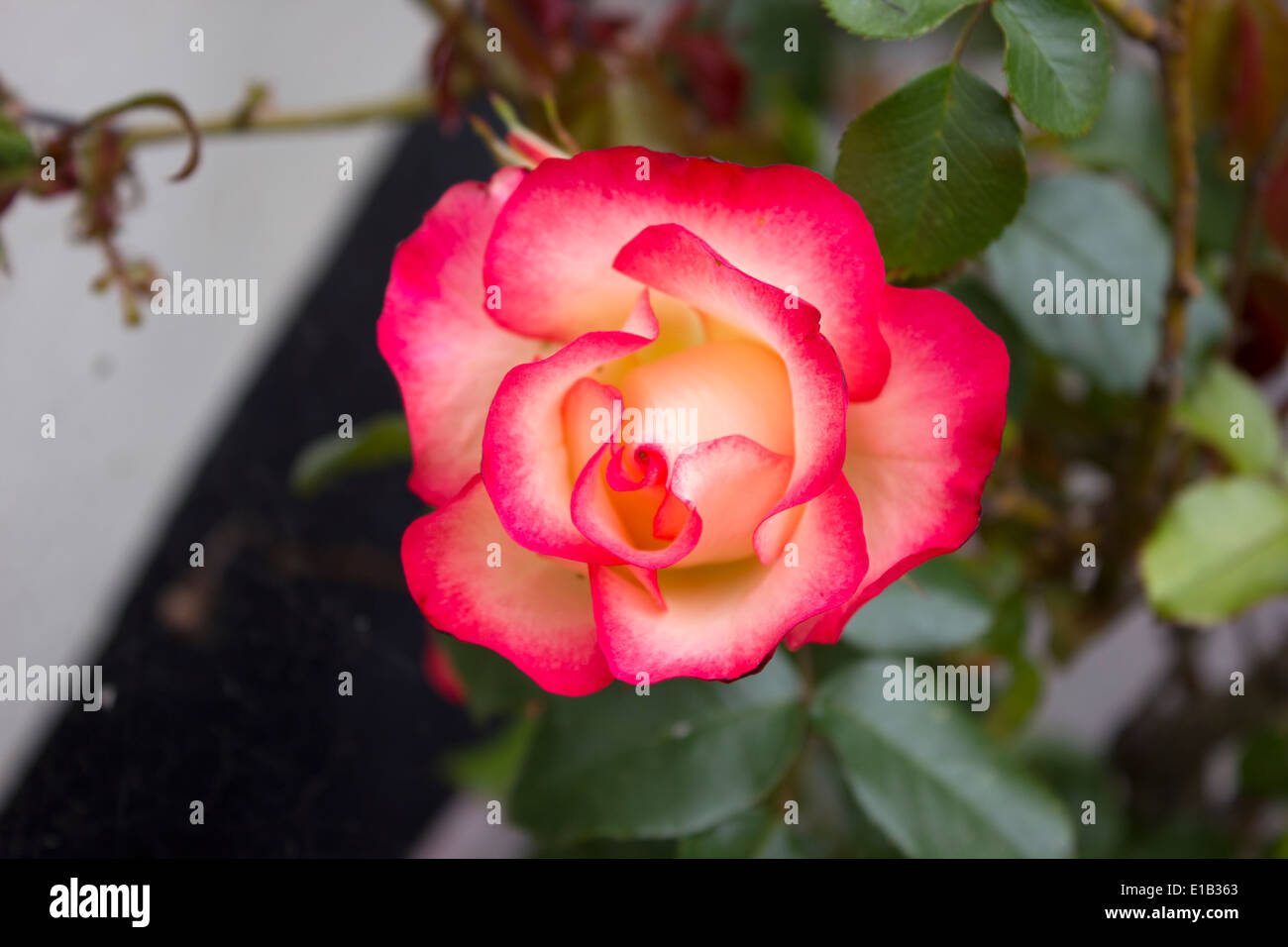 Pink and yellow rose Stock Photo - Alamy