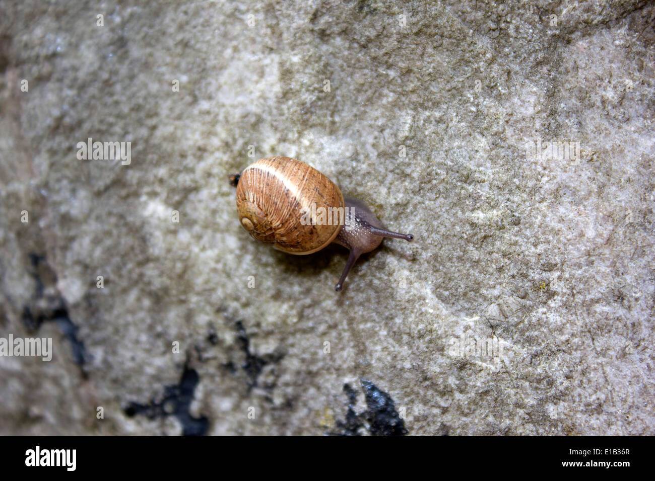Snail on a wall Stock Photo - Alamy