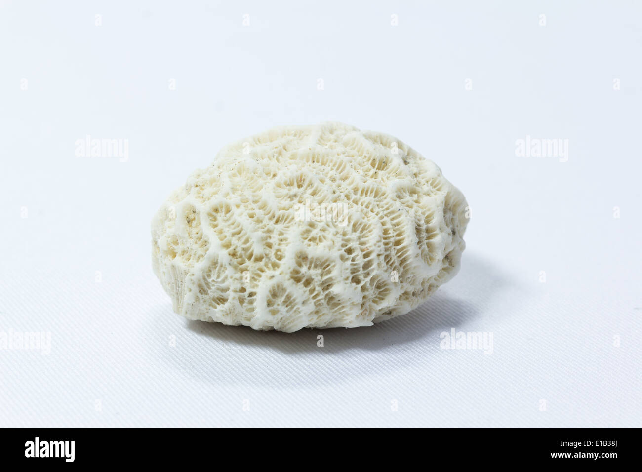 Sea shell isolated on white Stock Photo - Alamy