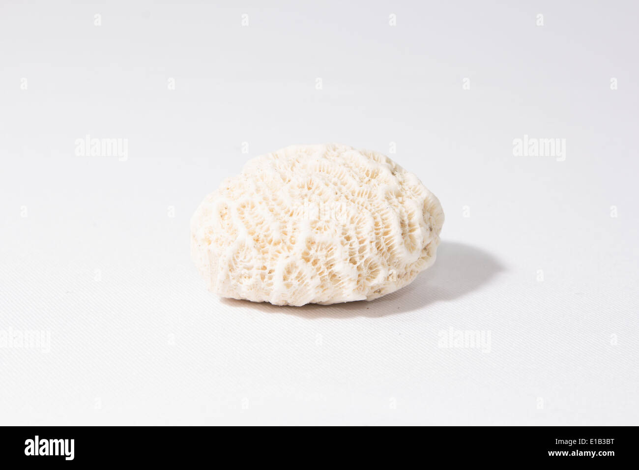 Sea shell isolated on white Stock Photo - Alamy