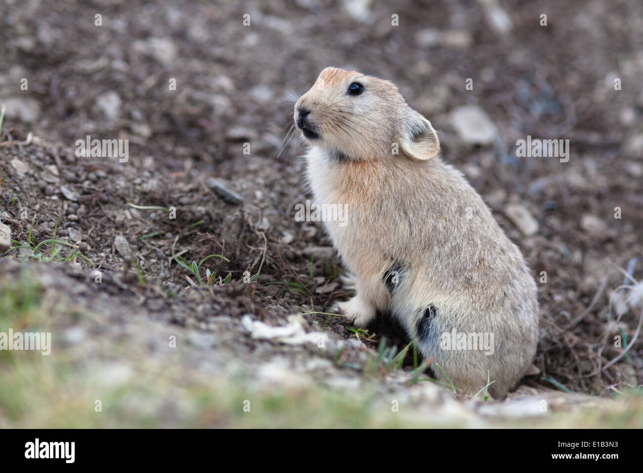 Pikas in himalaya hi-res stock photography and images - Alamy