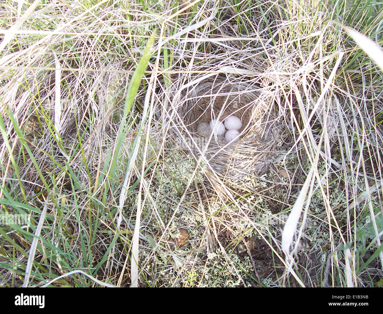This image shows a ground nest located in the Lewis and Clark National ...
