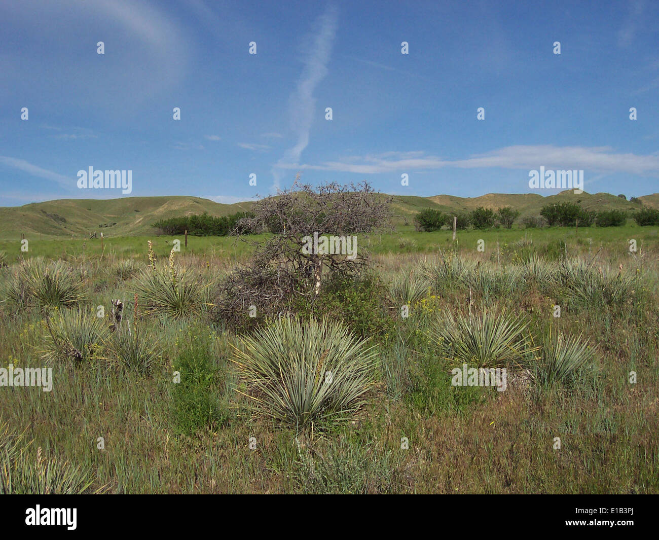 A prairie scene within Lewis and Clark National Forest showcases the ...