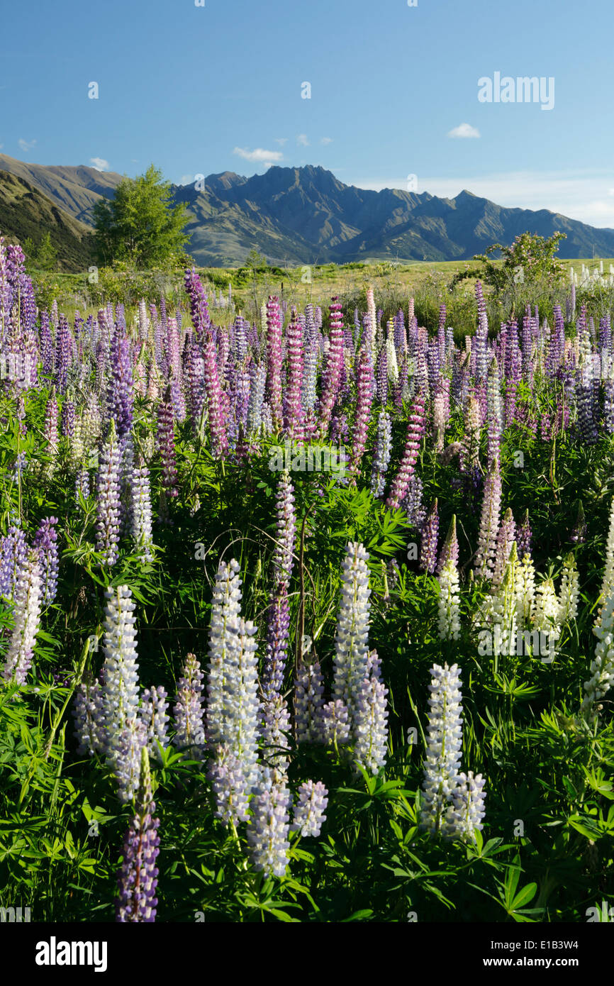 Lupins field hi-res stock photography and images - Alamy
