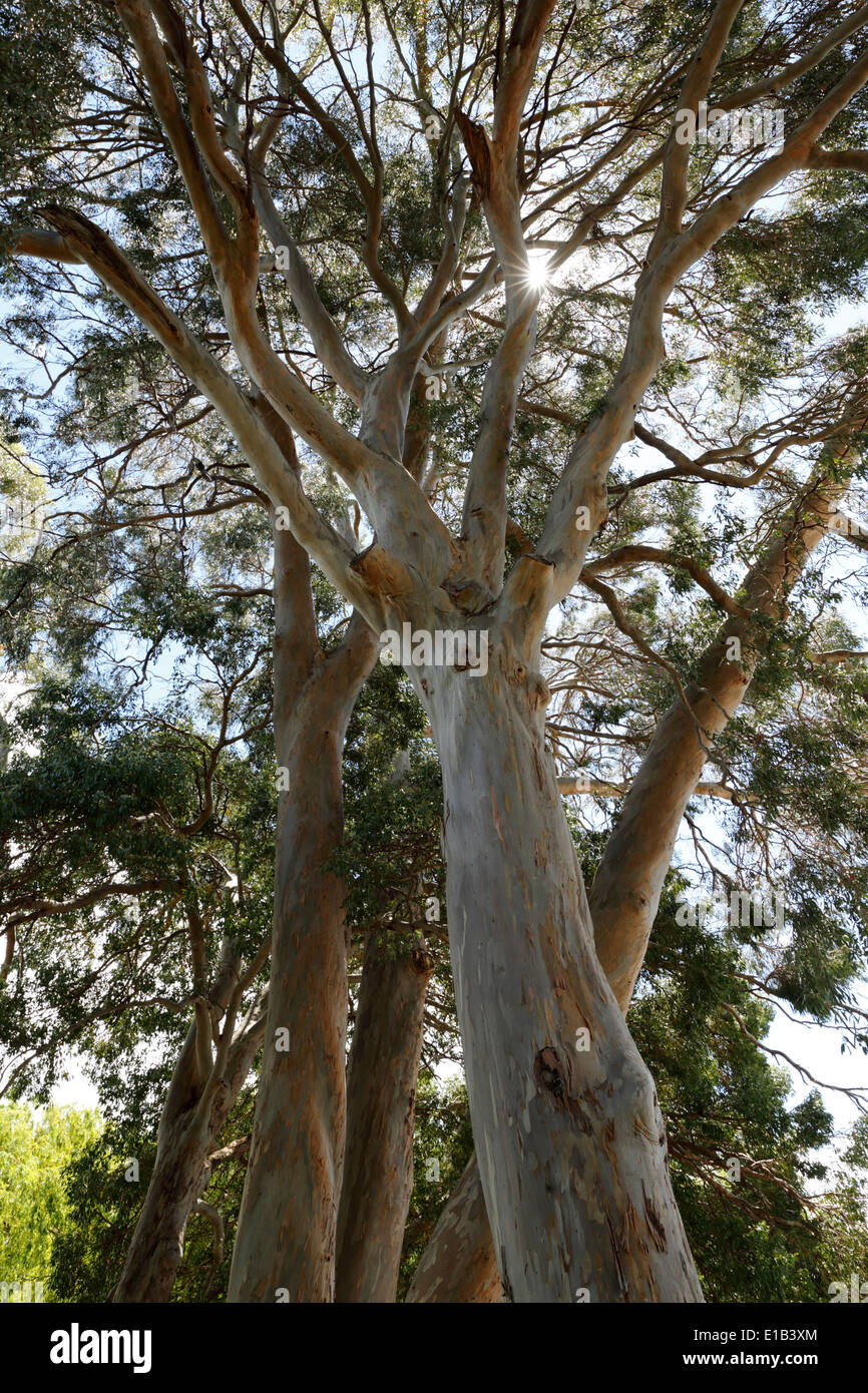 Eucalyptus tree trees hi-res stock photography and images - Alamy