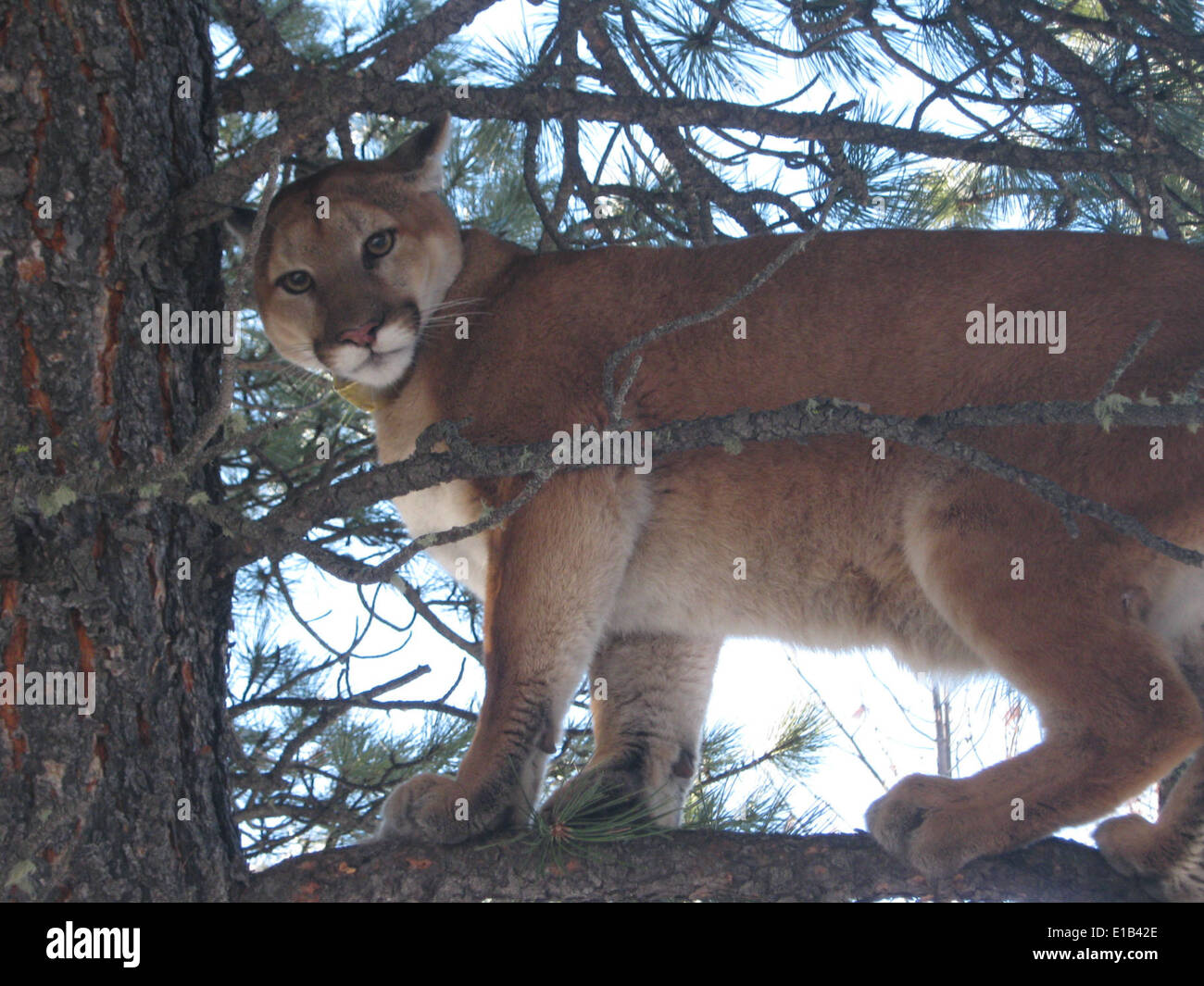 A mountain lion, also known as a cougar, spotted in the Lewis and Clark ...