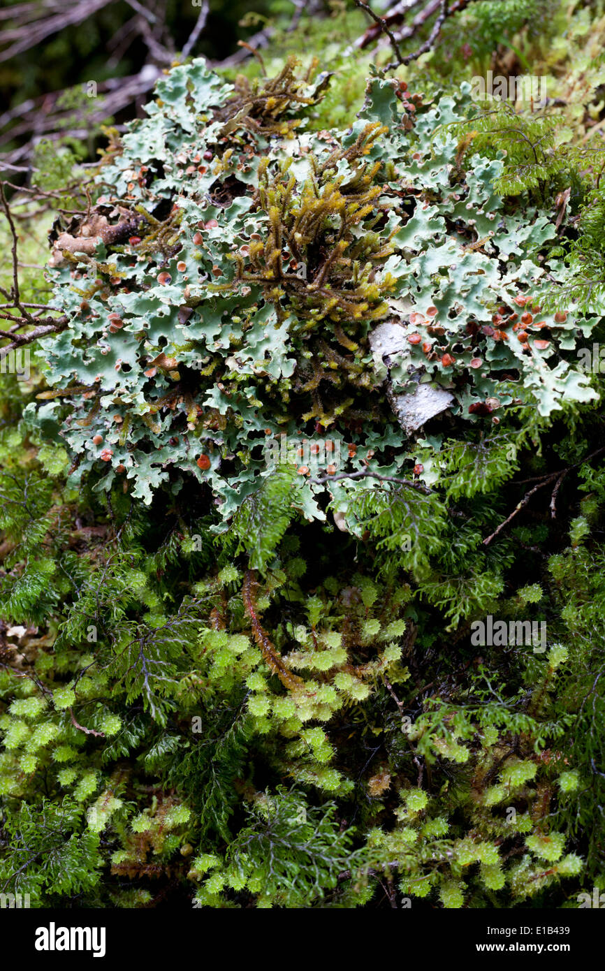 Lichen lichens moss hi-res stock photography and images - Alamy