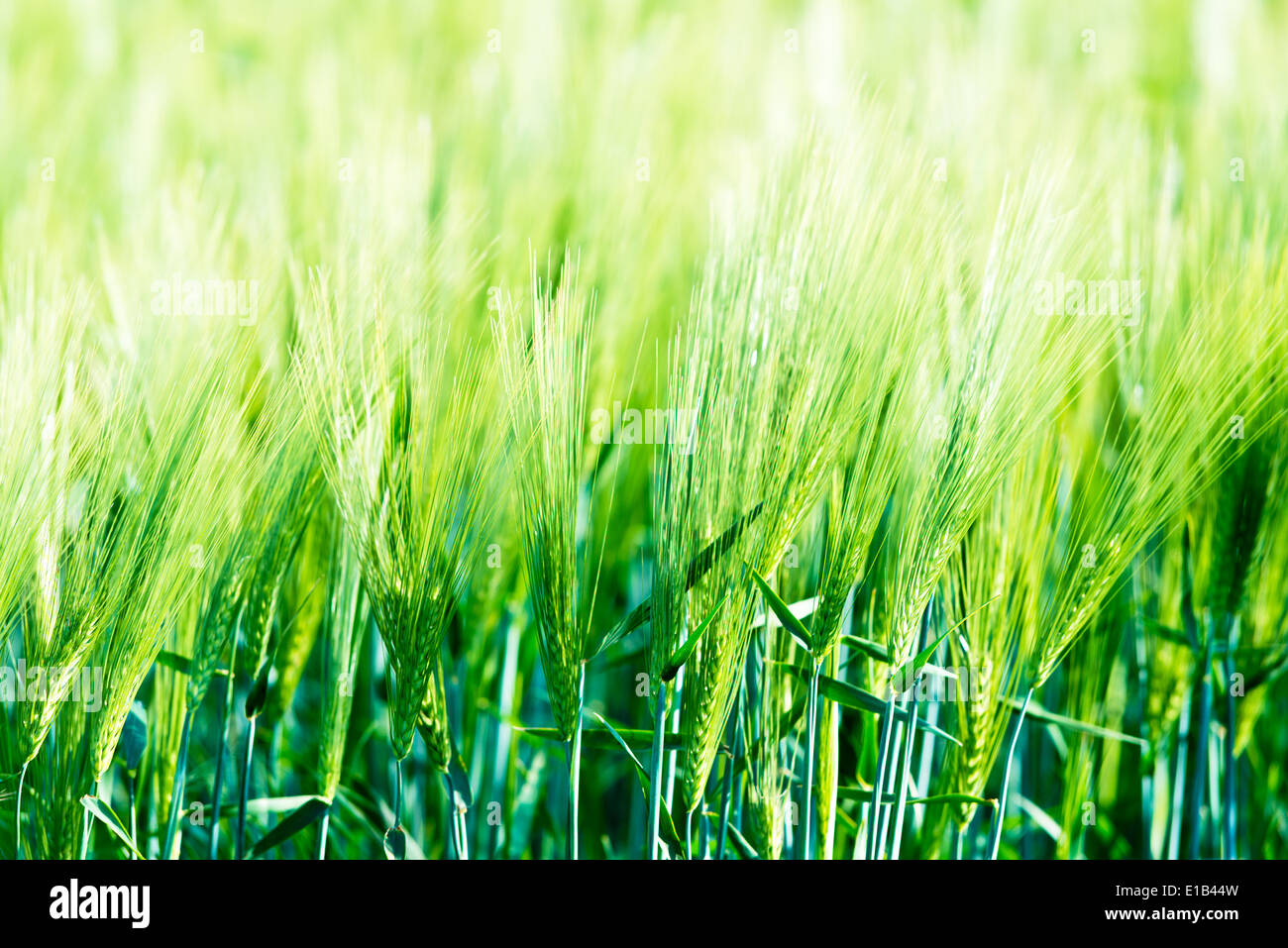Barley plant hi-res stock photography and images - Alamy