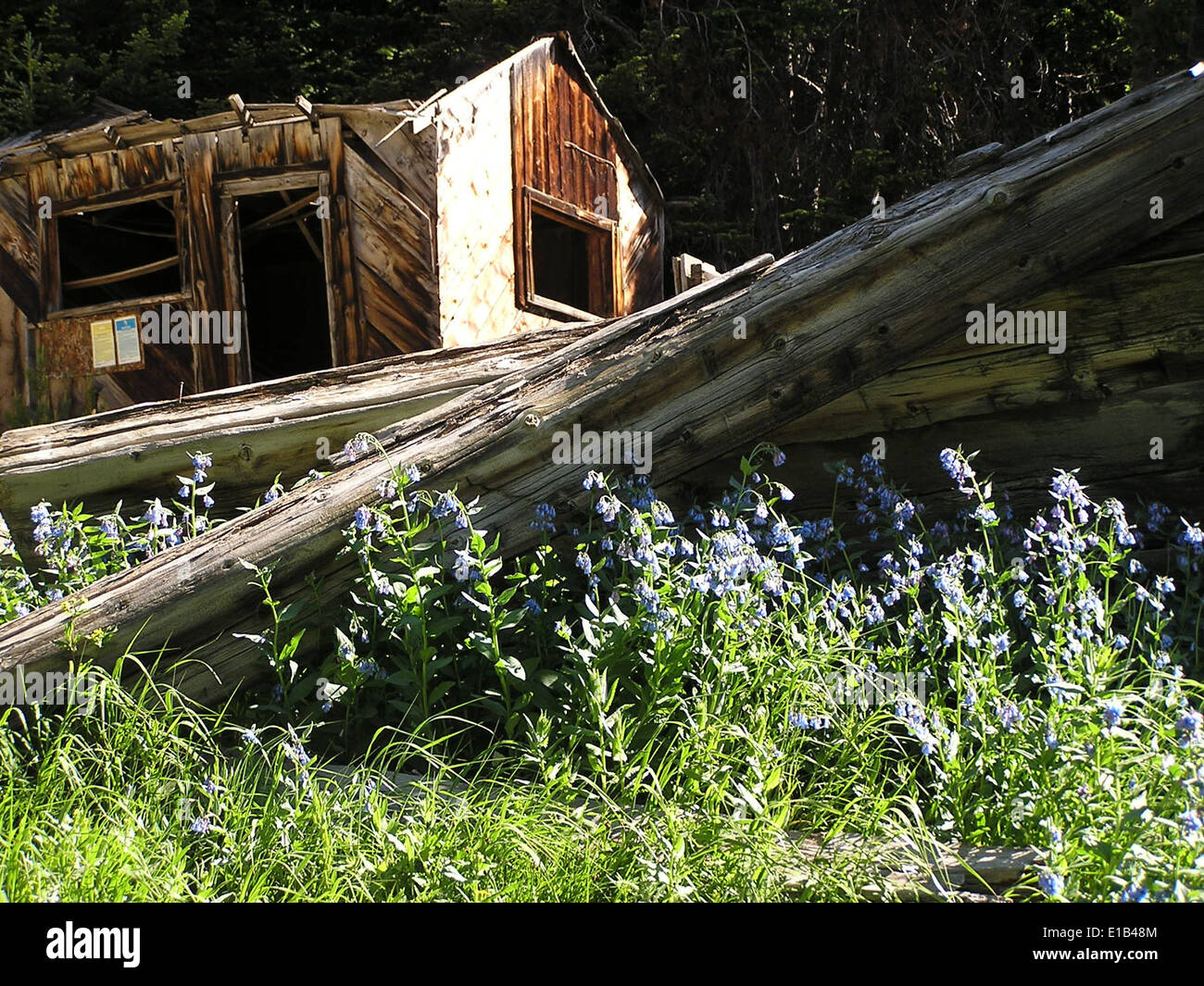 The New World Mine site in Gallatin National Forest was historically a ...