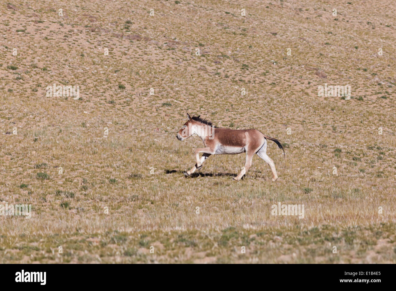 Kiang (Equus kiang) in area of Nuruchan in region of Tso Kar, Rupshu ...