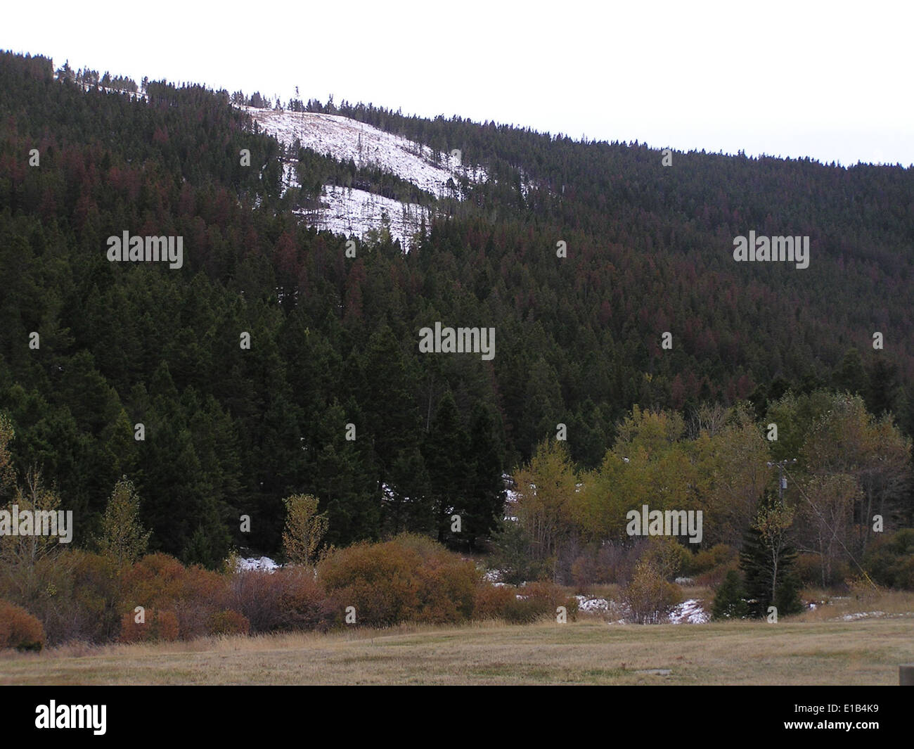 The Mountain Pine Beetle is an invasive species that affects pine ...