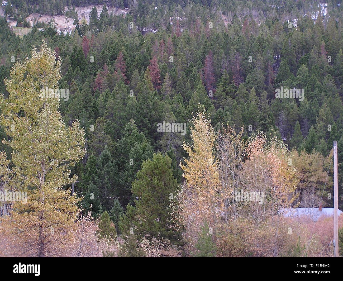 The Mountain Pine Beetle, a significant pest in U.S. forests, affects ...