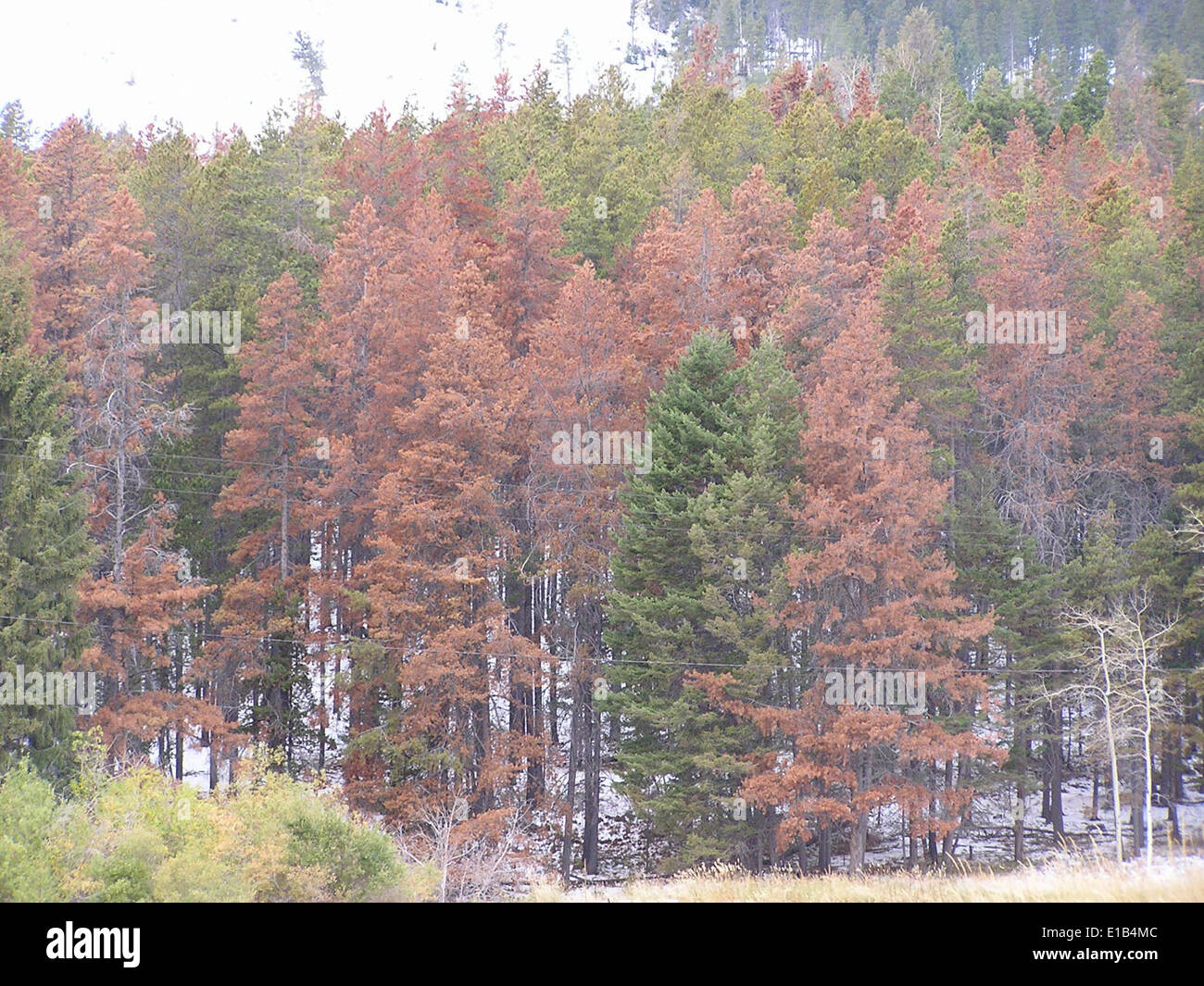 The mountain pine beetle is a destructive insect affecting pine forests ...