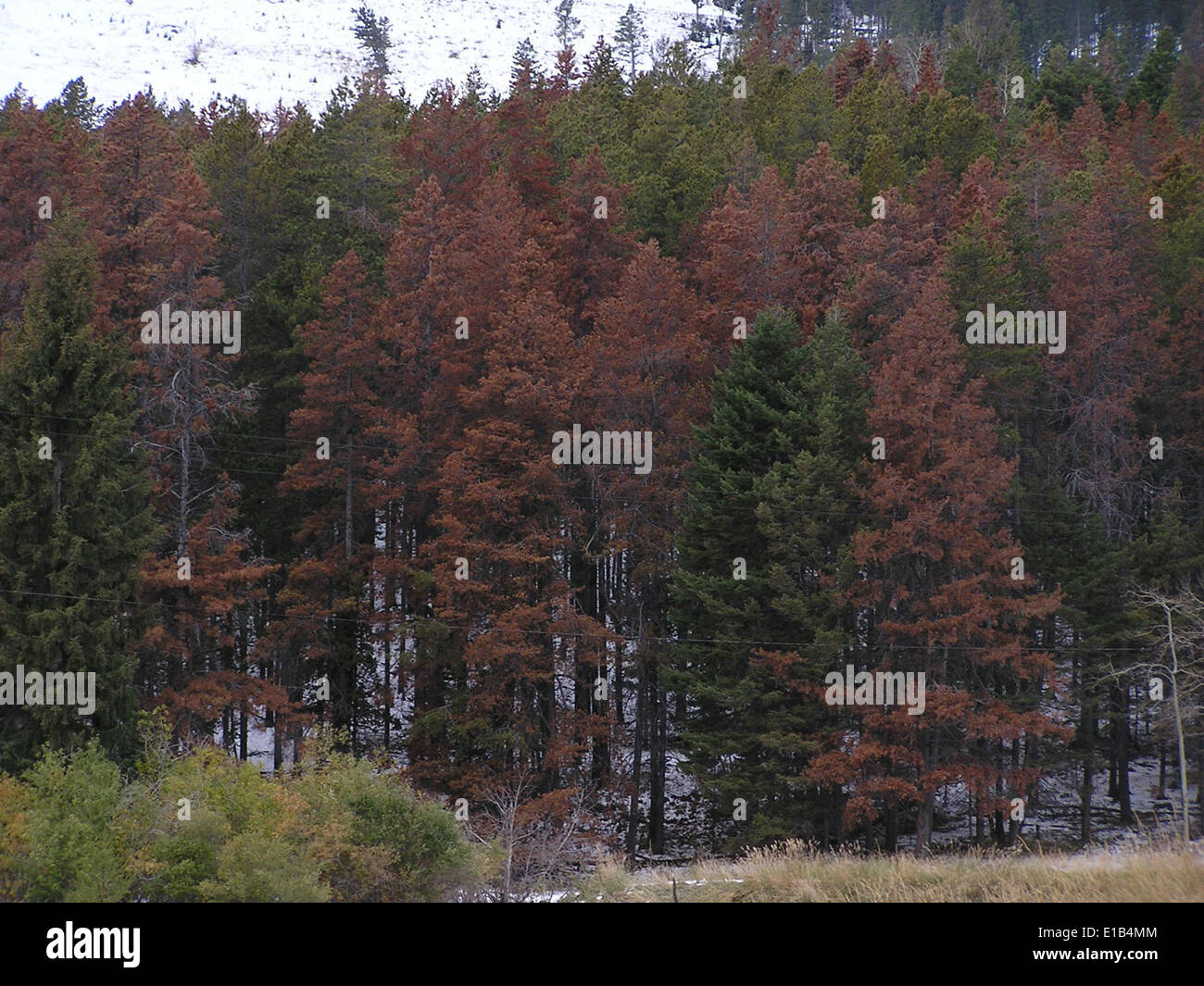 The Mountain Pine Beetle (*Dendroctonus ponderosae*) is an invasive ...