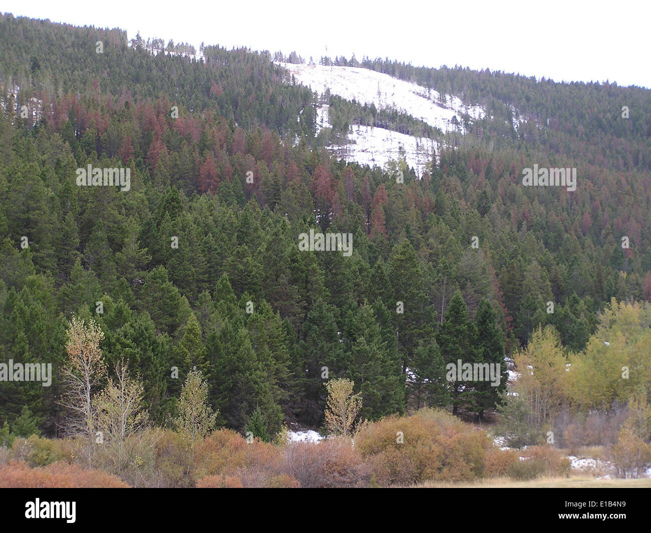 The Mountain Pine Beetle, a destructive pest of pine forests, poses a ...