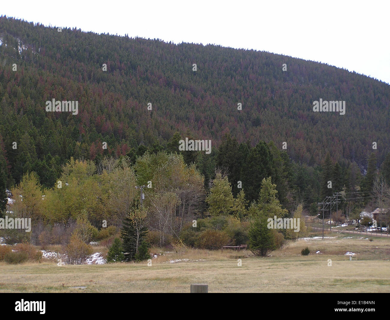 The Mountain Pine Beetle is a destructive insect species that affects ...