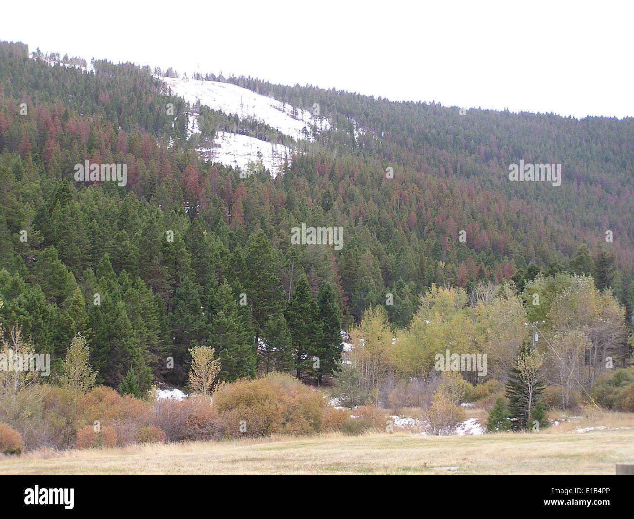 The Mountain Pine Beetle is a destructive pest affecting pine forests ...