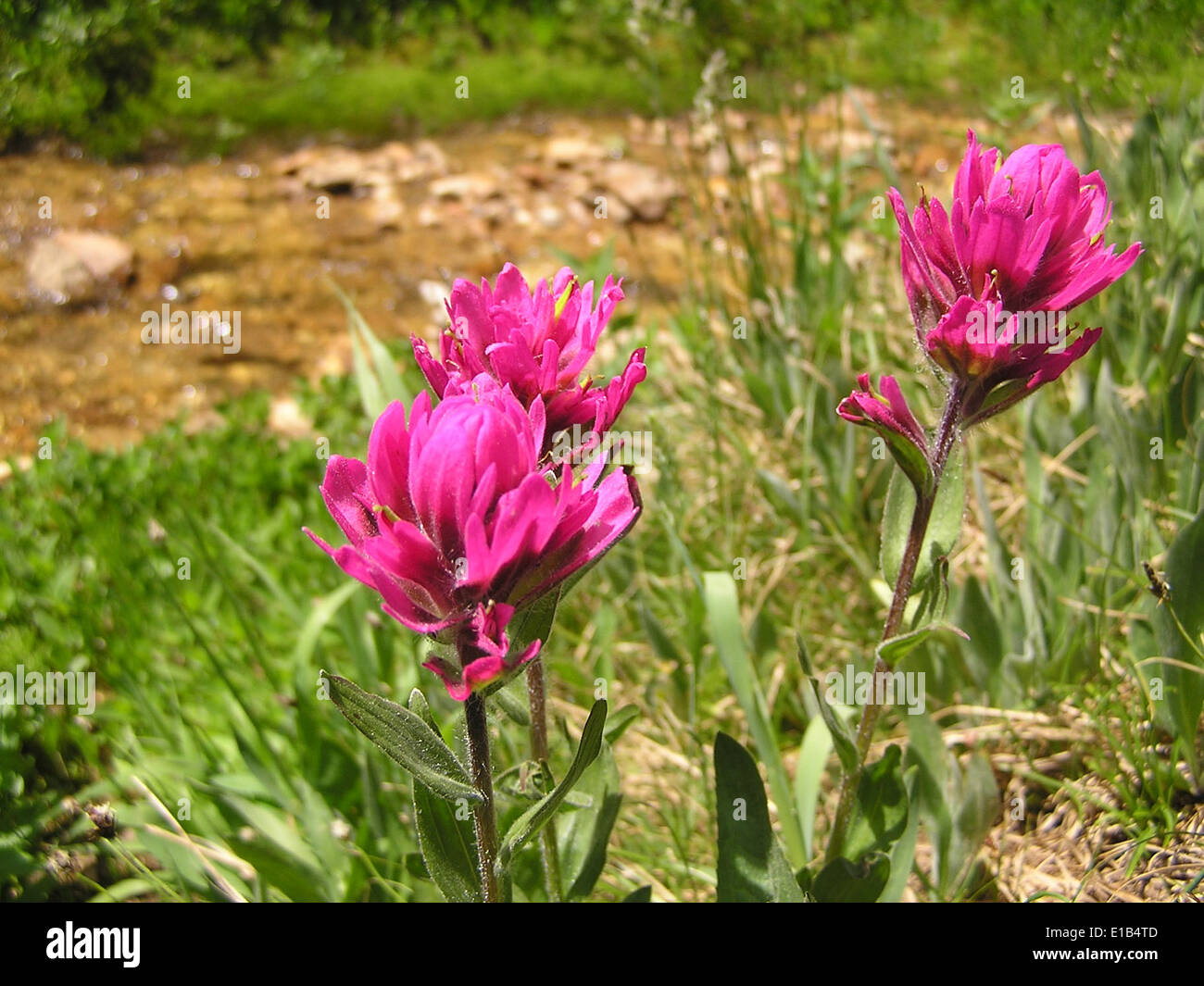 Indian brush hi-res stock photography and images - Alamy