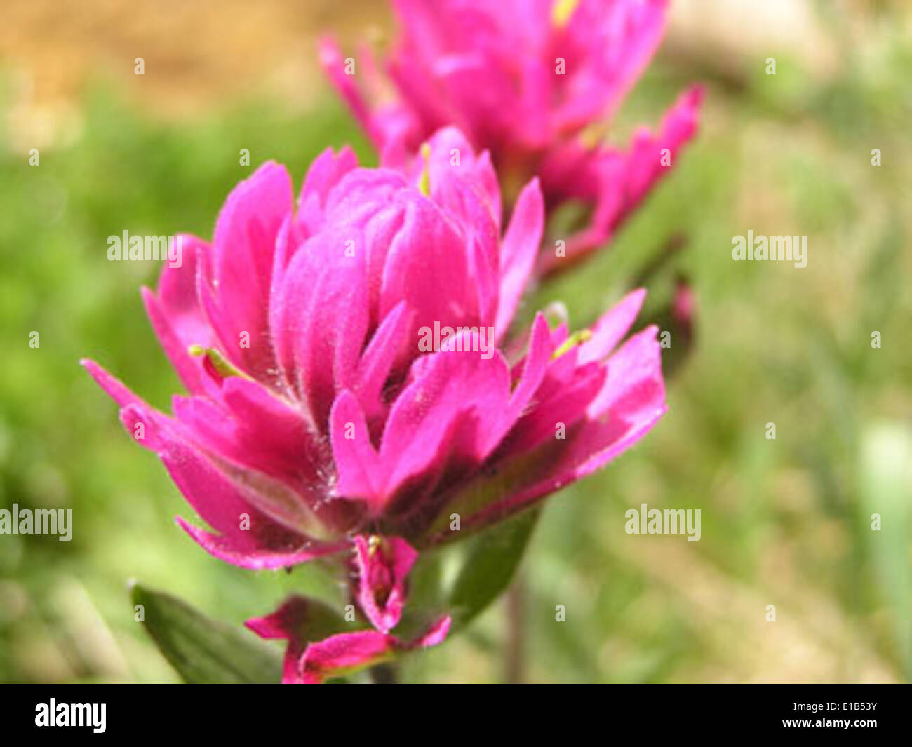 Indian Paintbrush is a colorful wildflower found in North America ...
